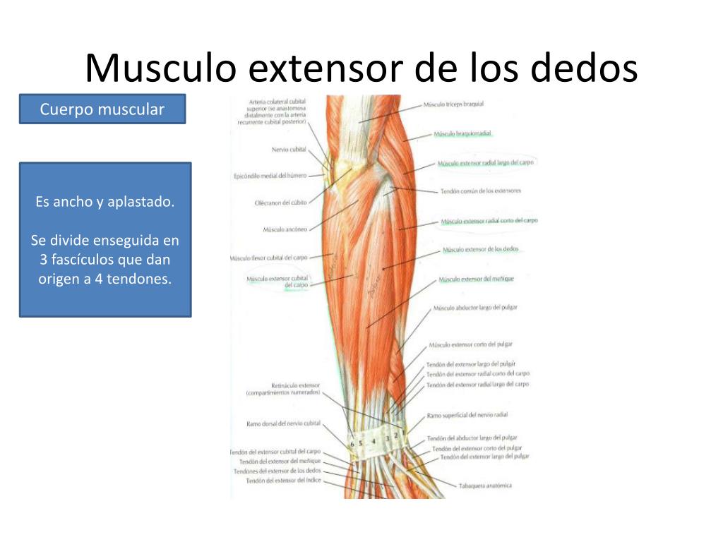 PPT - Porción posterior del compartimiento posterior del antebrazo ...