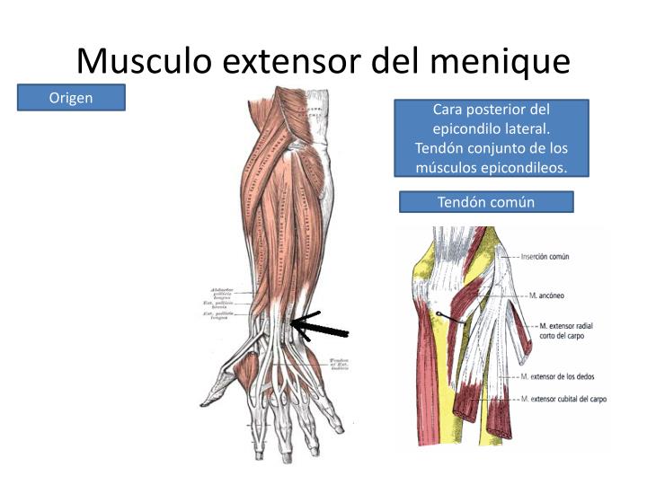 PPT - Porción posterior del compartimiento posterior del antebrazo ...