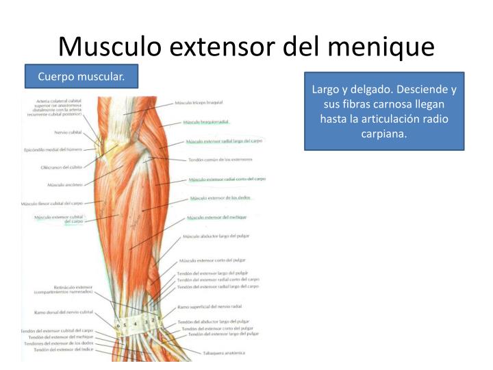 PPT - Porción posterior del compartimiento posterior del antebrazo ...