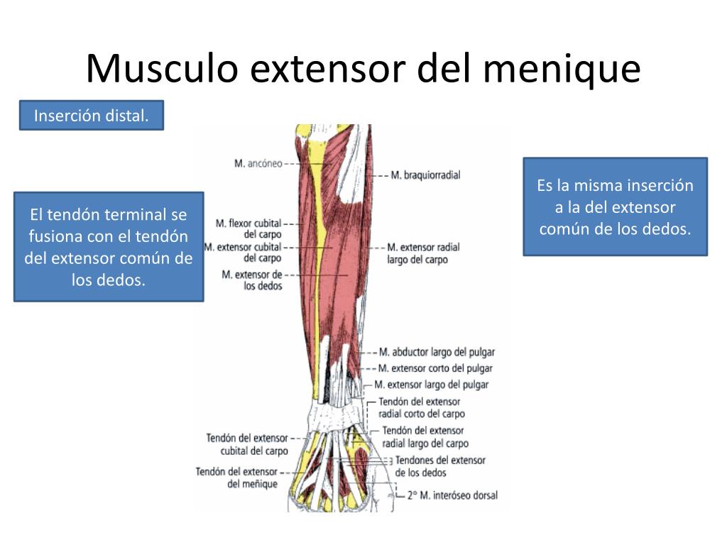 PPT - Porción posterior del compartimiento posterior del antebrazo ...