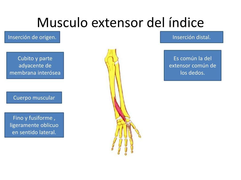 PPT - Porción posterior del compartimiento posterior del antebrazo ...