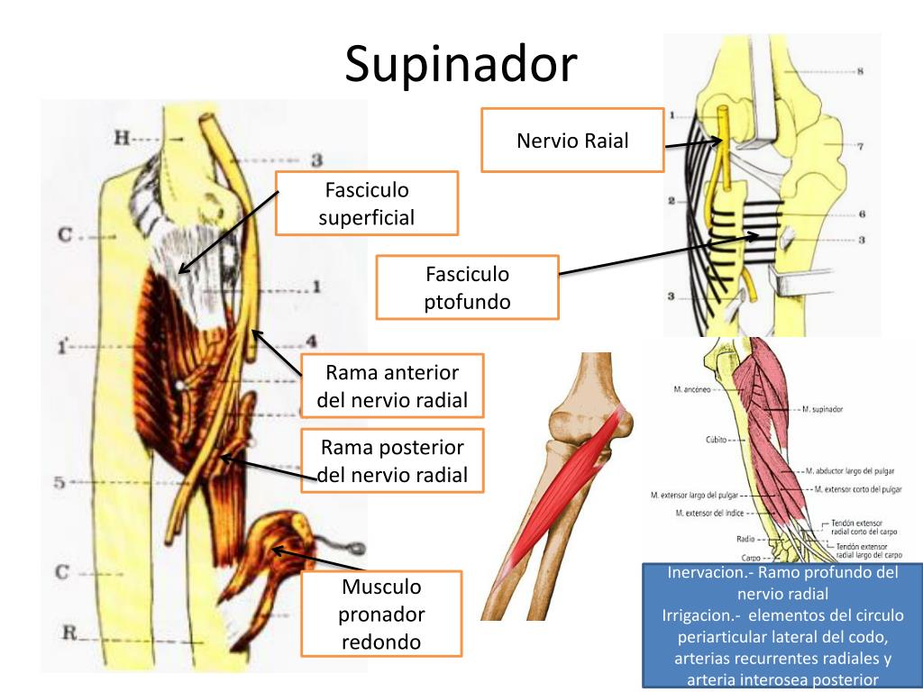 PPT - Porción posterior del compartimiento posterior del antebrazo ...