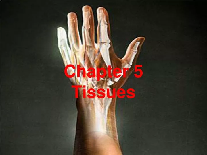 PPT - Chapter 5 Tissues PowerPoint Presentation, free download - ID:2246956