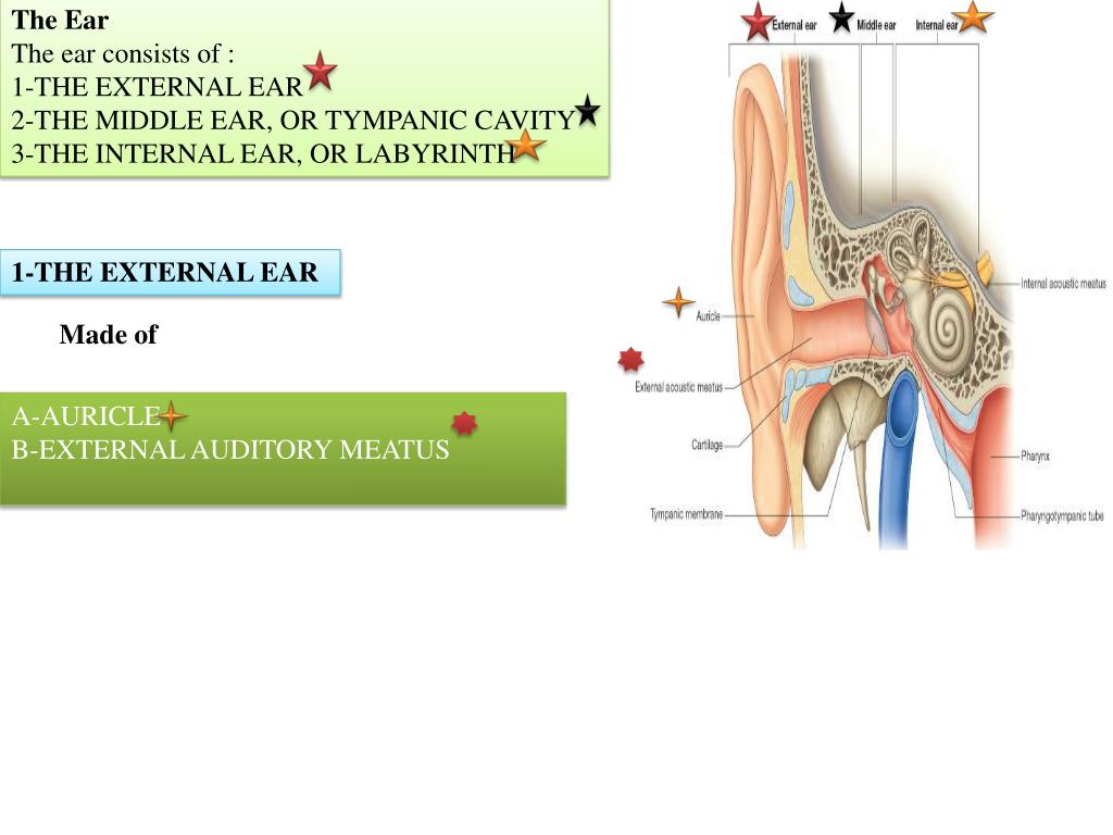 Internal Acoustic Meatus Ear