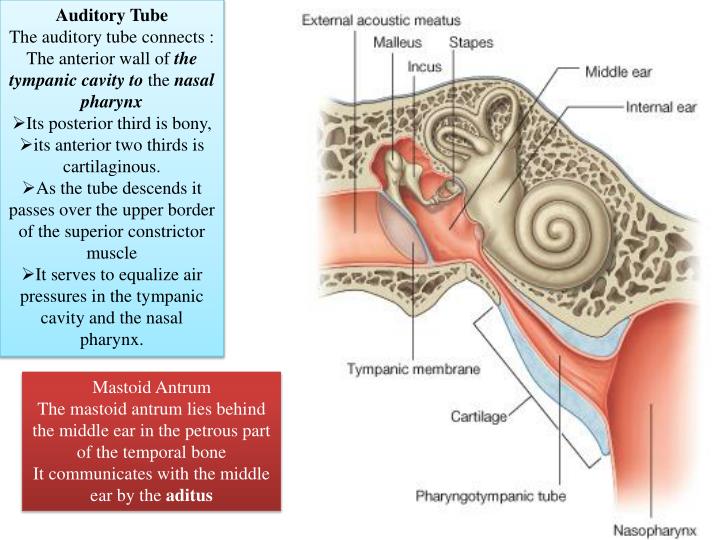 PPT - The Ear The ear consists of : 1-THE EXTERNAL EAR 2-THE MIDDLE EAR ...