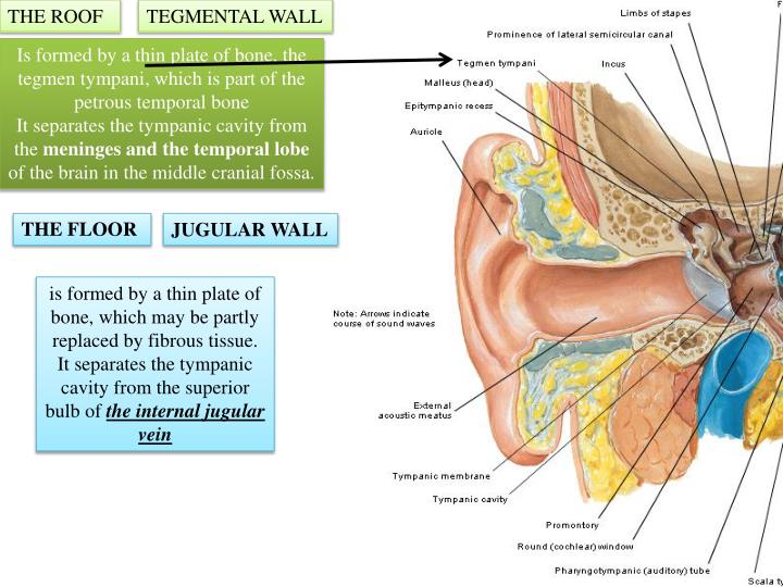 PPT - The Ear The ear consists of : 1-THE EXTERNAL EAR 2-THE MIDDLE EAR ...