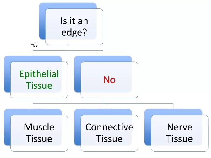 PPT - Yes PowerPoint Presentation, free download - ID:2247175