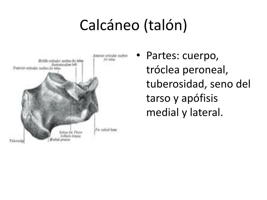 PPT - Osteolog ía y Articulaciones del miembro inferior PowerPoint ...