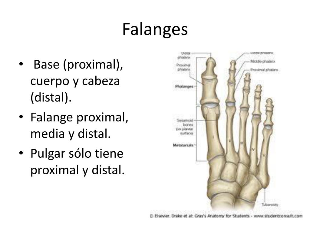 PPT - Osteolog ía y Articulaciones del miembro inferior PowerPoint ...