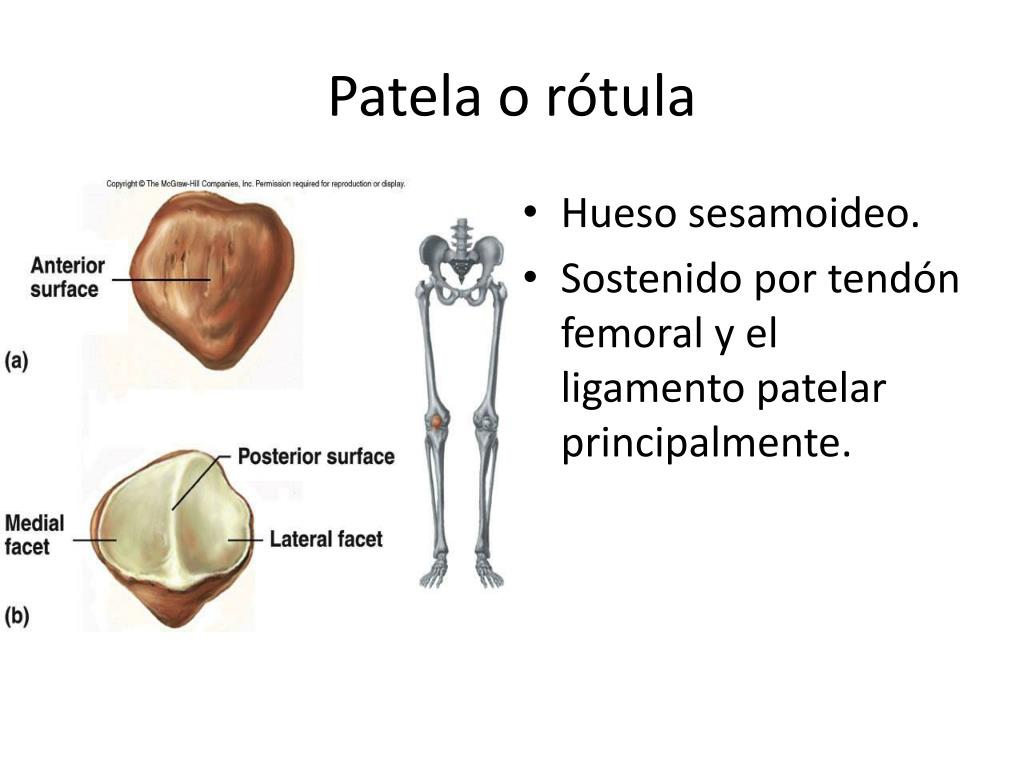 PPT - Osteolog ía y Articulaciones del miembro inferior PowerPoint ...