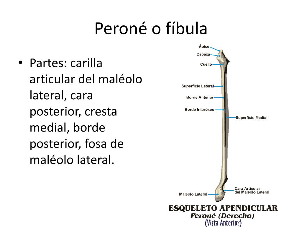 PPT - Osteolog ía y Articulaciones del miembro inferior PowerPoint ...
