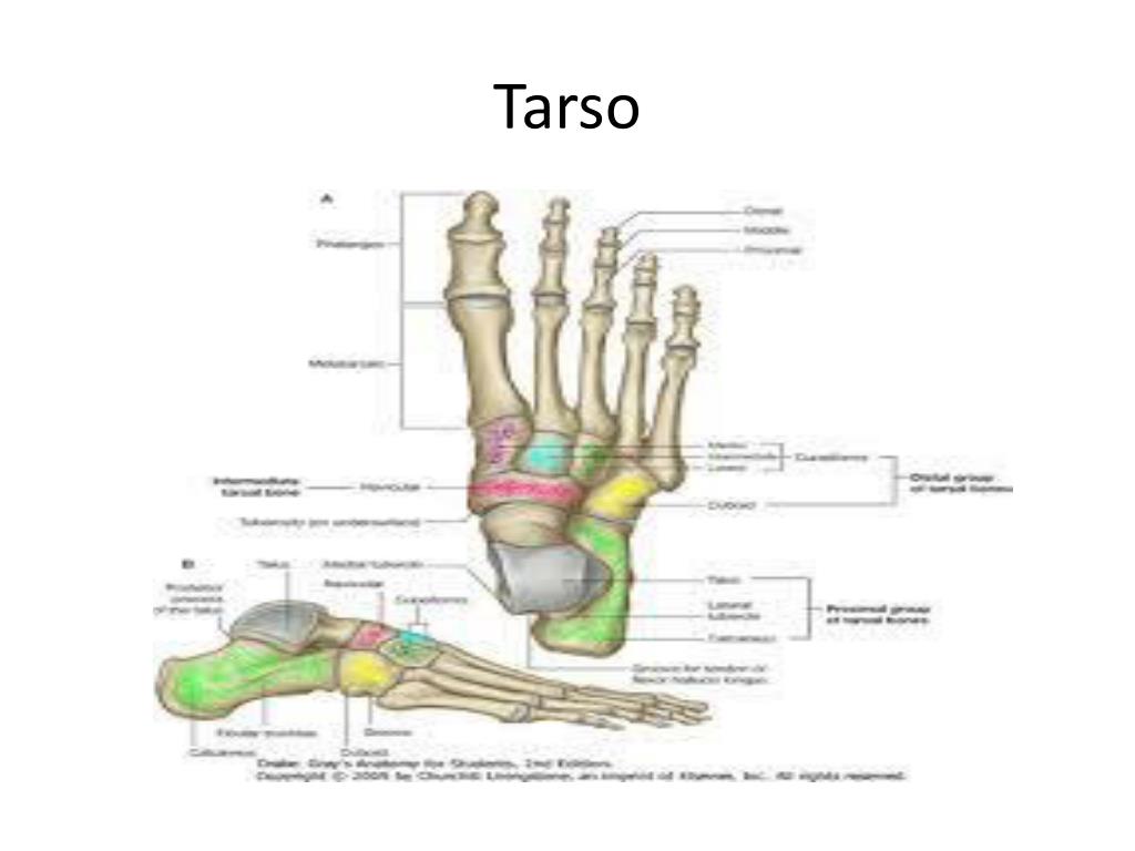 PPT - Osteolog ía y Articulaciones del miembro inferior PowerPoint ...