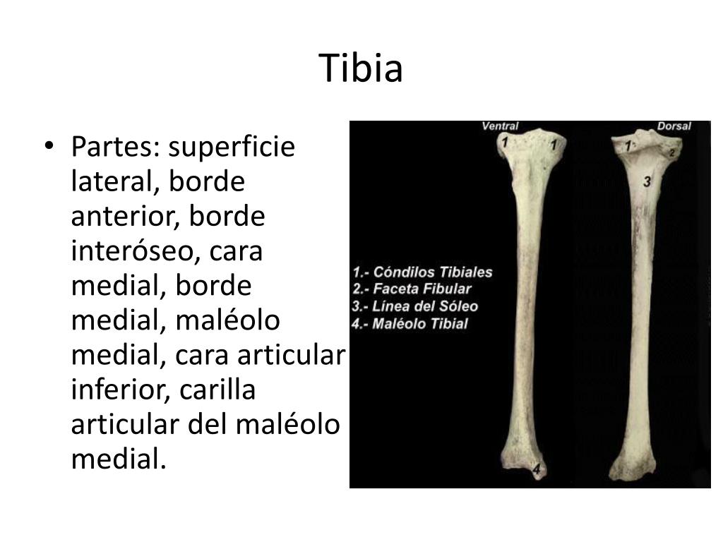 PPT - Osteolog ía y Articulaciones del miembro inferior PowerPoint ...