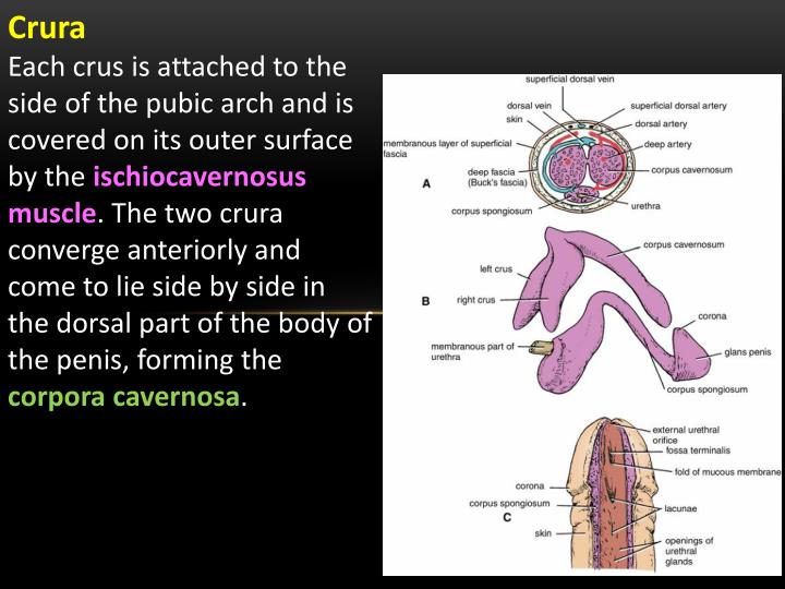 PPT - Urogenital triangle in male PowerPoint Presentation - ID:2247534