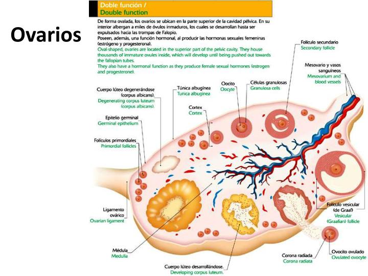 PPT - Anatomía y Fisiología Sexual Femenina PowerPoint Presentation ...
