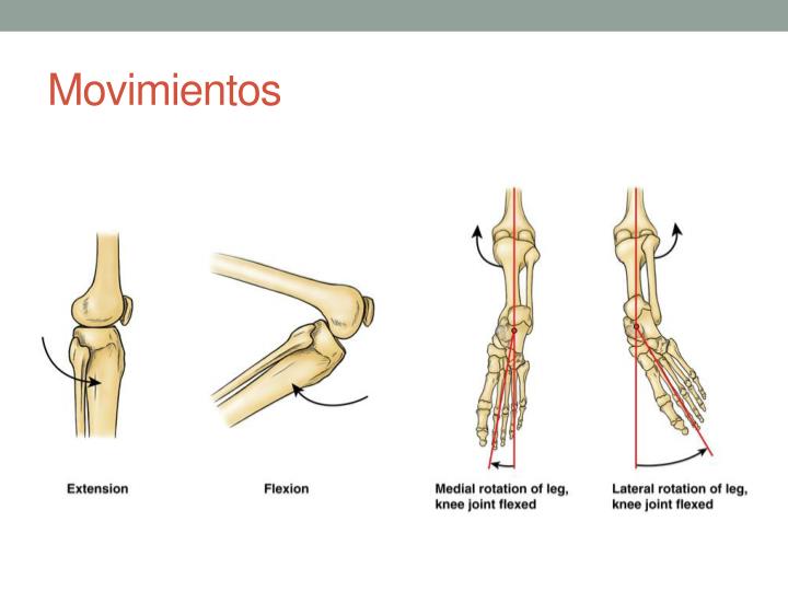PPT - Rodilla PowerPoint Presentation - ID:2247625
