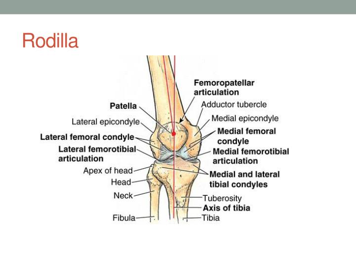 PPT - Rodilla PowerPoint Presentation - ID:2247625