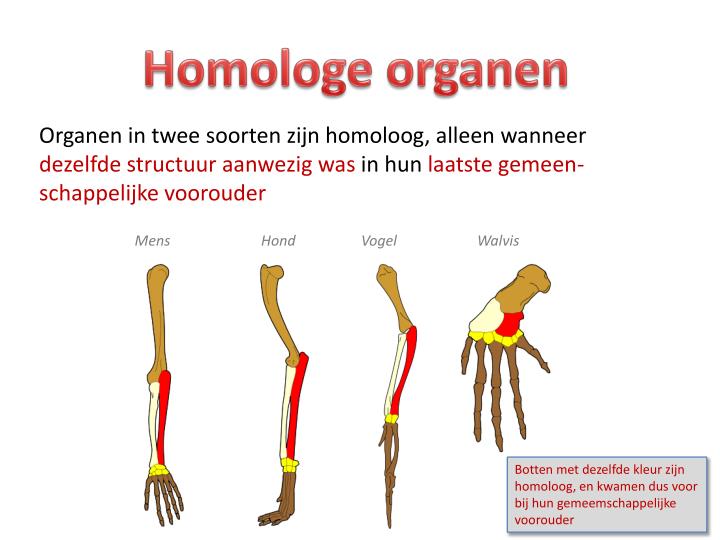 PPT - Analoge en homologe organen PowerPoint Presentation - ID:2247873