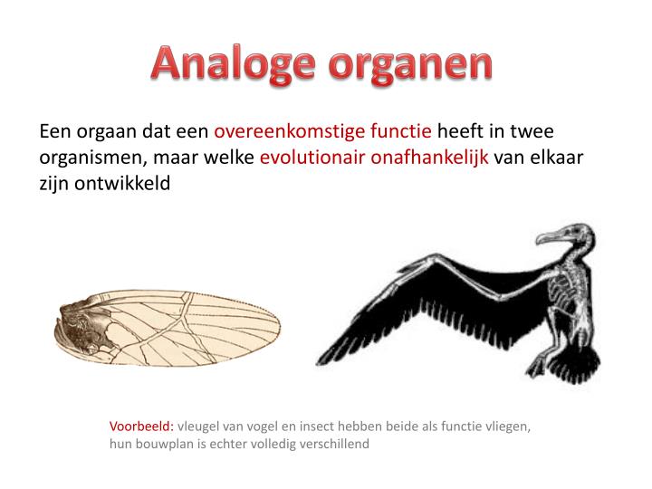 PPT - Analoge en homologe organen PowerPoint Presentation - ID:2247873