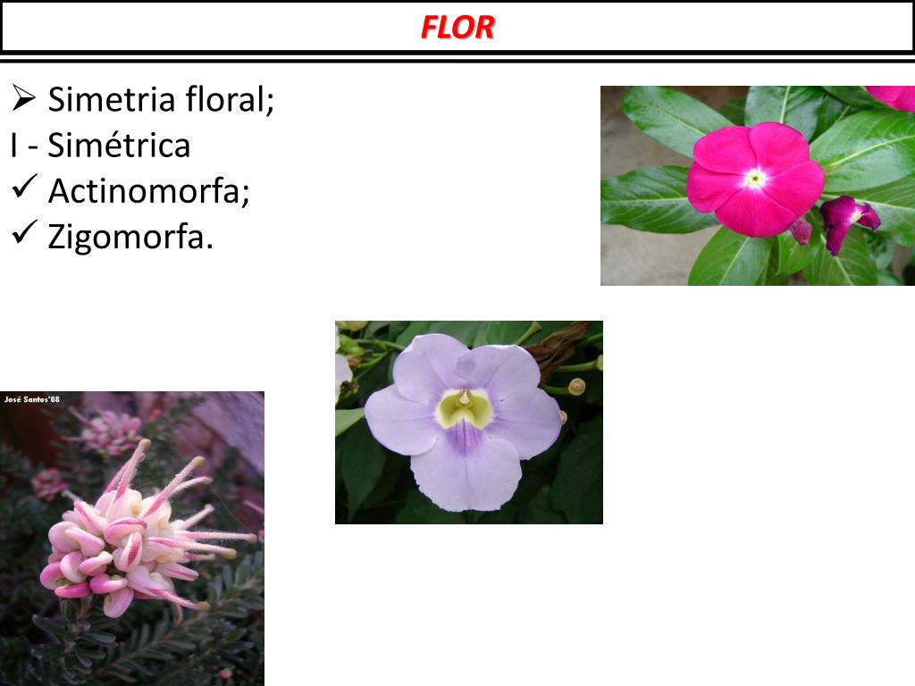 PPT - Estrutura complexa, presente nos vegetais vasculares e destinado ...