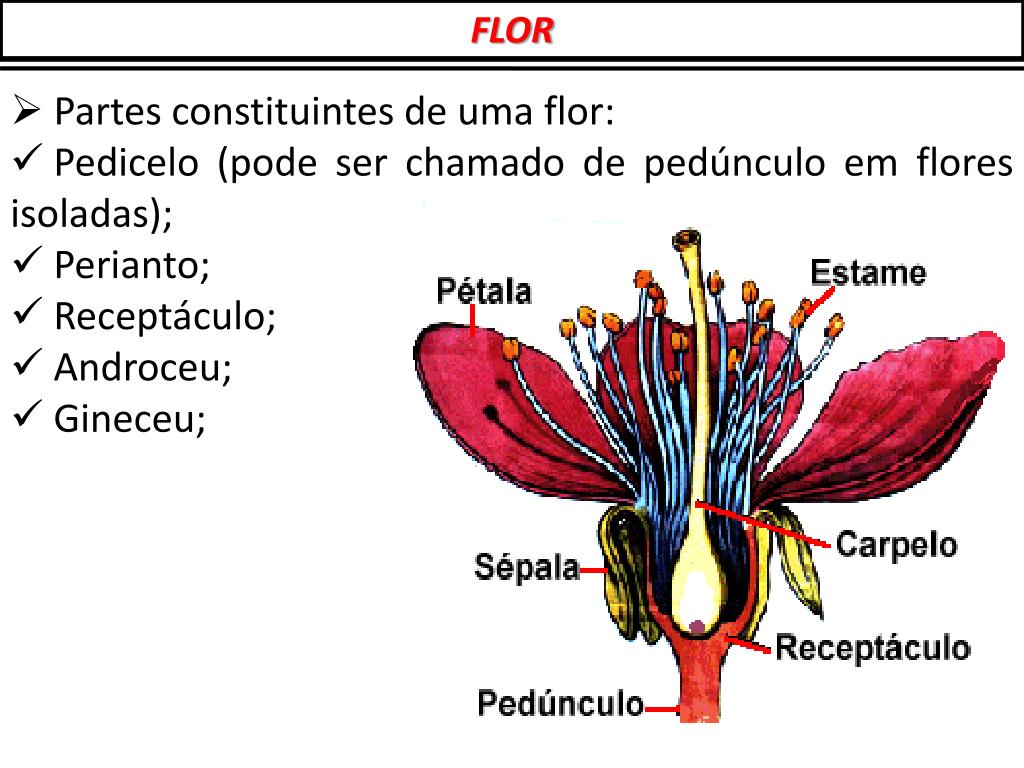 PPT - Estrutura complexa, presente nos vegetais vasculares e destinado ...