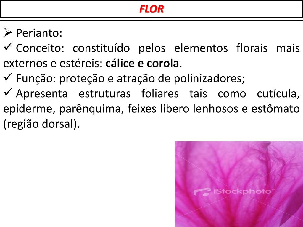 PPT - Estrutura complexa, presente nos vegetais vasculares e destinado ...