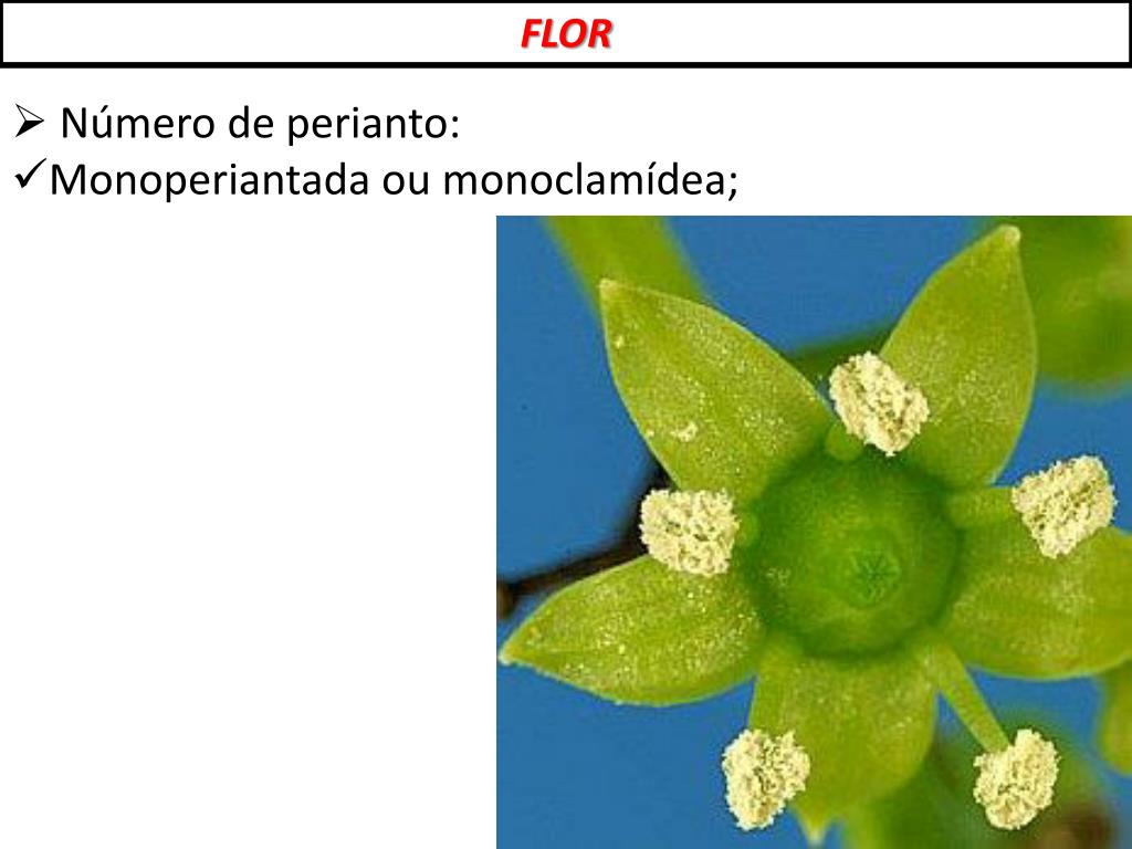 PPT - Estrutura complexa, presente nos vegetais vasculares e destinado ...