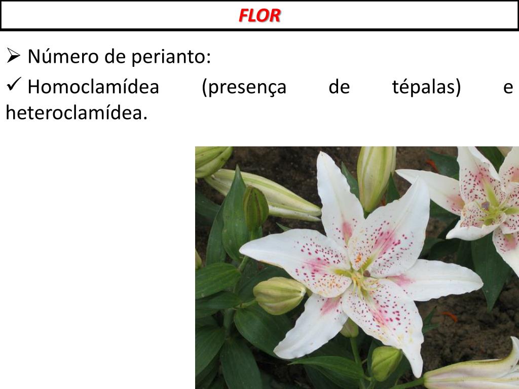 PPT - Estrutura complexa, presente nos vegetais vasculares e destinado ...