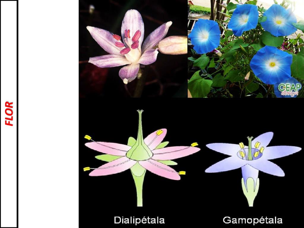 PPT - Estrutura complexa, presente nos vegetais vasculares e destinado ...