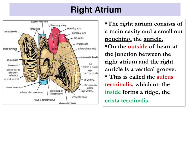 PPT - Anatomy of the Heart PowerPoint Presentation - ID:2248678