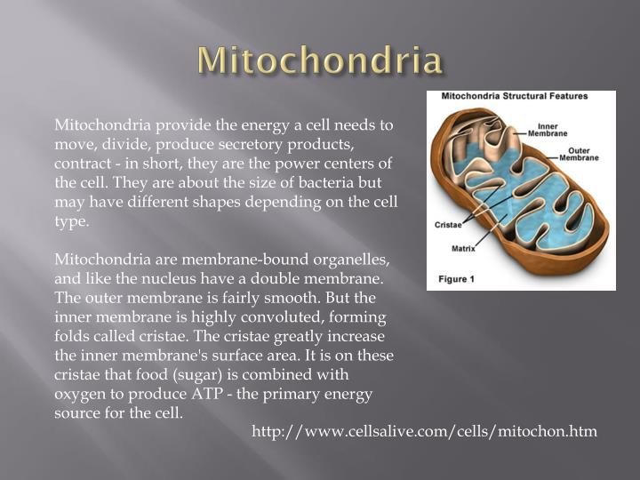 PPT - Mitochondria PowerPoint Presentation - ID:2248743