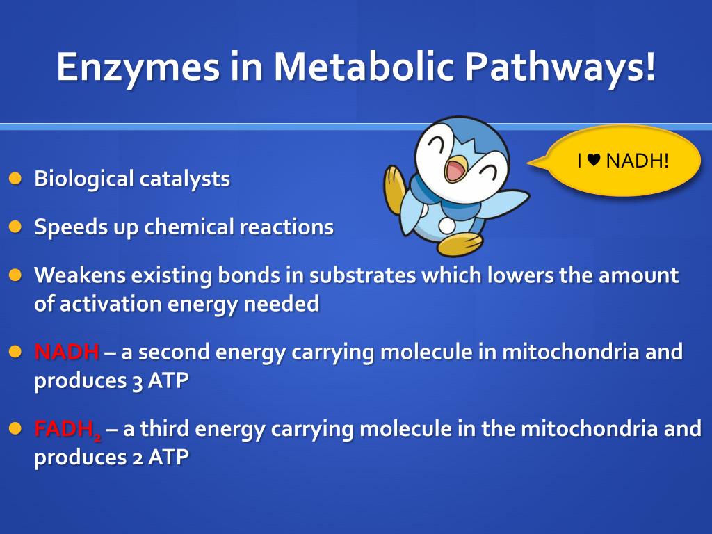 PPT - Cellular Respiration! PowerPoint Presentation, free download - ID ...