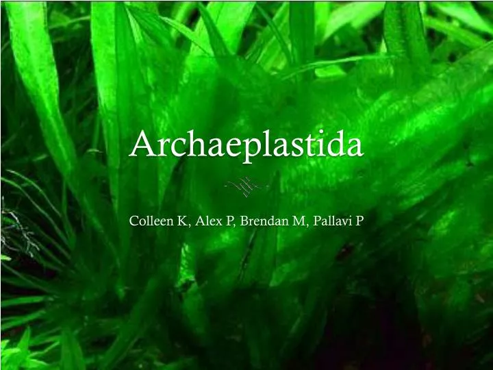 PPT - Archaeplastida PowerPoint Presentation, free download - ID:2248846