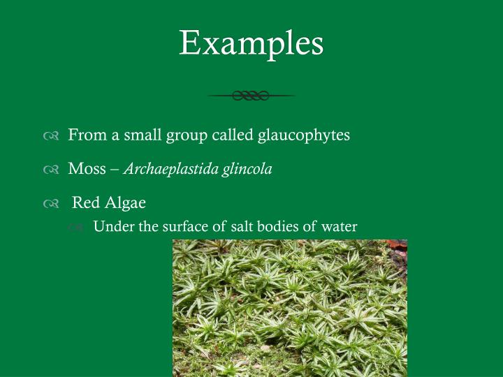 PPT - Archaeplastida PowerPoint Presentation - ID:2248846