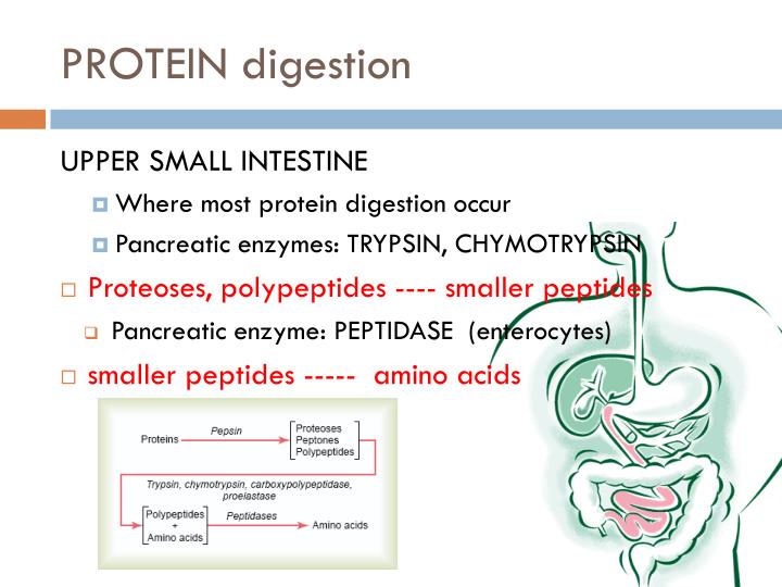 PPT - Gastrointestinal Physiology PowerPoint Presentation - ID:2249055
