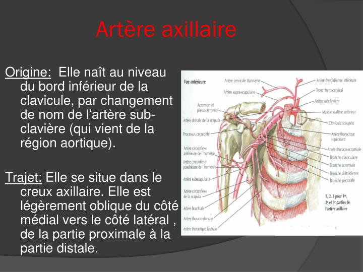 PPT - II.VASCULARISATION DU MEMBRE SUPERIEUR. PowerPoint Presentation ...