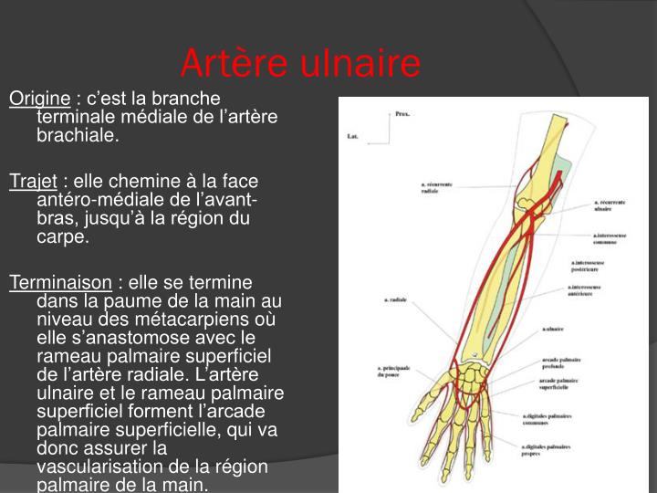 PPT - II.VASCULARISATION DU MEMBRE SUPERIEUR. PowerPoint Presentation ...