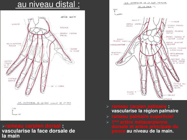 PPT - II.VASCULARISATION DU MEMBRE SUPERIEUR. PowerPoint Presentation ...