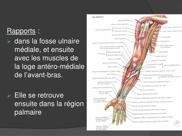 PPT - II.VASCULARISATION DU MEMBRE SUPERIEUR. PowerPoint Presentation ...