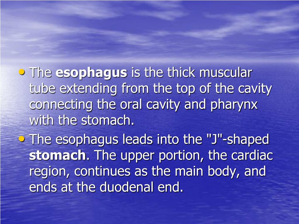 PPT - Dogfish Shark ( Squalus acanthius) Dissection: Anatomy and ...