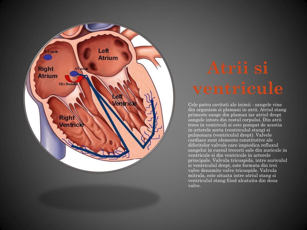 PPT - Circulatia Sangelui PowerPoint Presentation, free download - ID ...