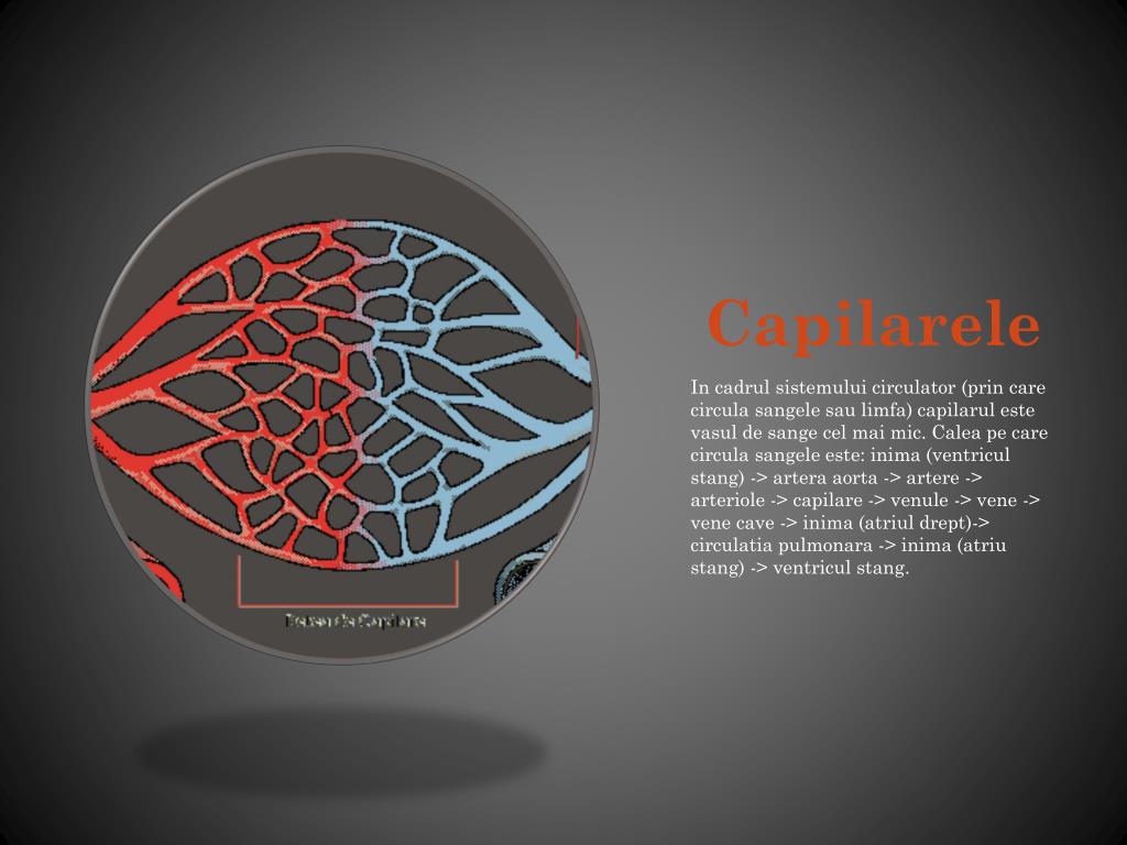 PPT - Circulatia Sangelui PowerPoint Presentation, free download - ID ...