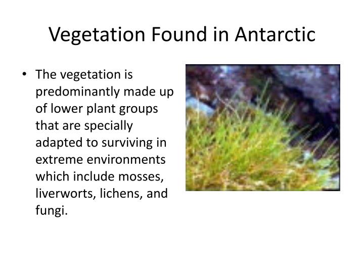PPT - Antarctic Exploration PowerPoint Presentation - ID:2249445