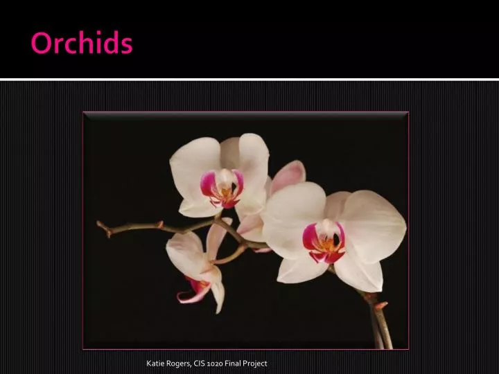 PPT - Orchids PowerPoint Presentation, free download - ID:2249469