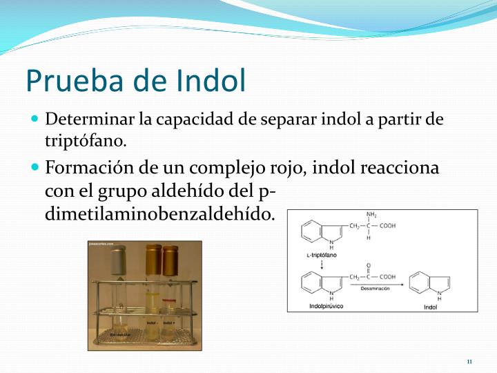 PPT - Métodos microbiológicos para la enumeración e identificación de ...
