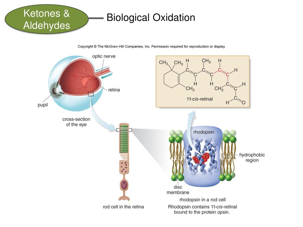 PPT - CHAPTER 16 Aldehydes & Ketones General, Organic, & Biological ...