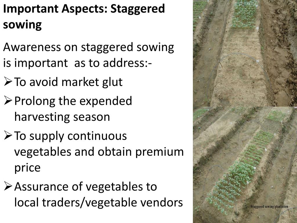 PPT - Vegetable Production and Marketing Awareness PowerPoint ...