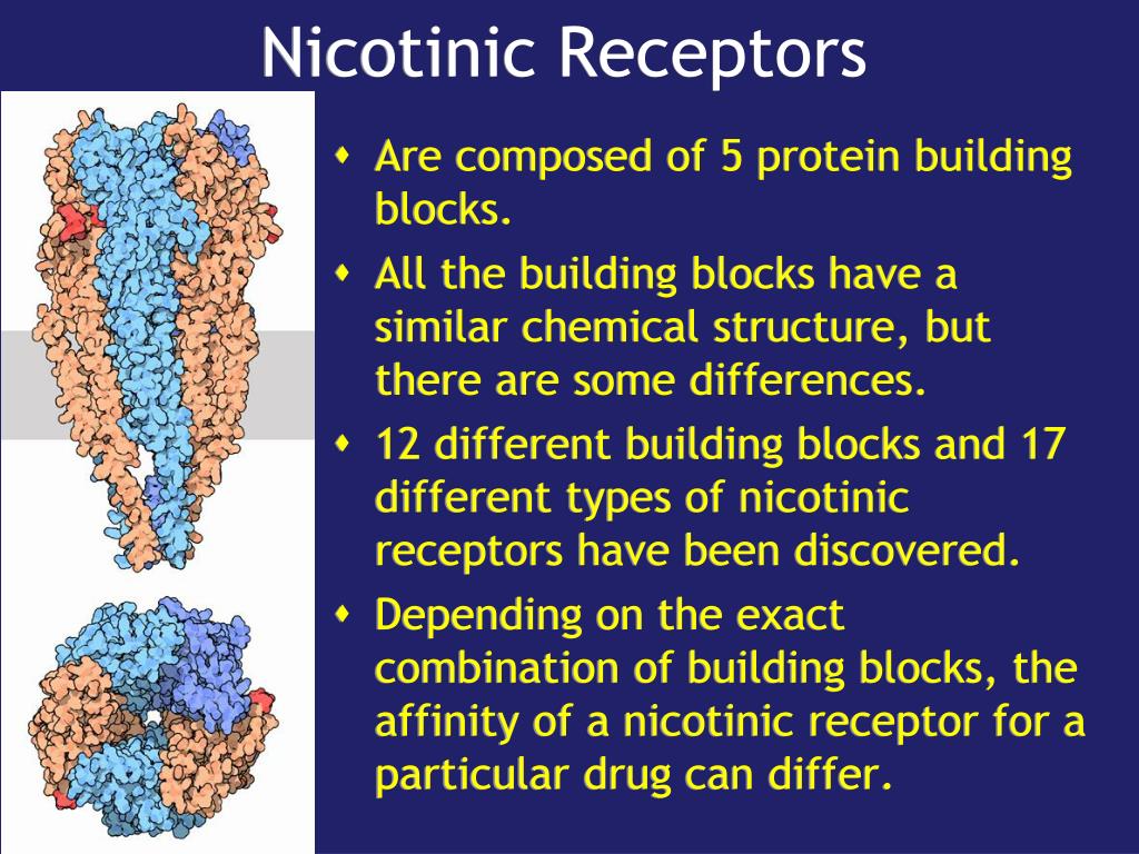 PPT - NROSCI/BIOSCI 1070 MSNBIO 2070 Human Physiology PowerPoint ...