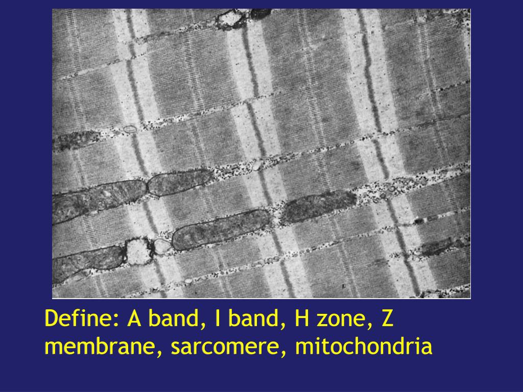 PPT - NROSCI/BIOSCI 1070 MSNBIO 2070 Human Physiology PowerPoint ...