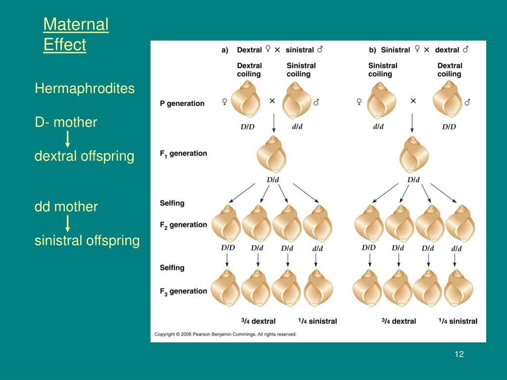 PPT - Non-Mendelian Inheritance PowerPoint Presentation, free download ... PPT - Non-Mendelian Inheritance PowerPoint Presentation, free download ...